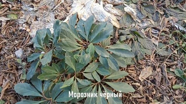 Январская оттепель, или Никогда такого не было, и вот опять!