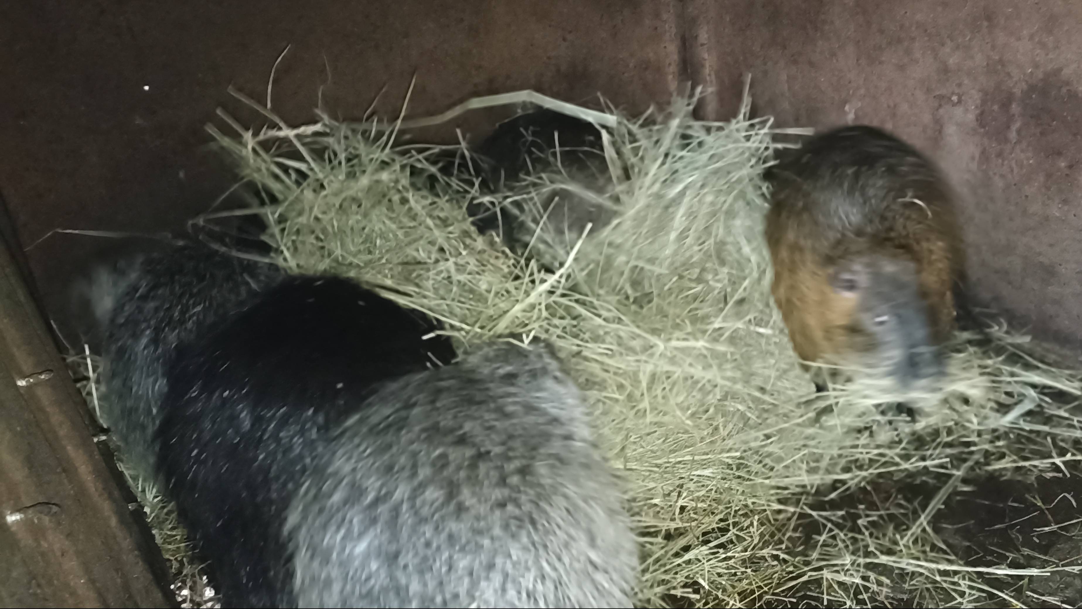 Замело...  Утепляю клетки НУТРИЯМ. 13.12.24