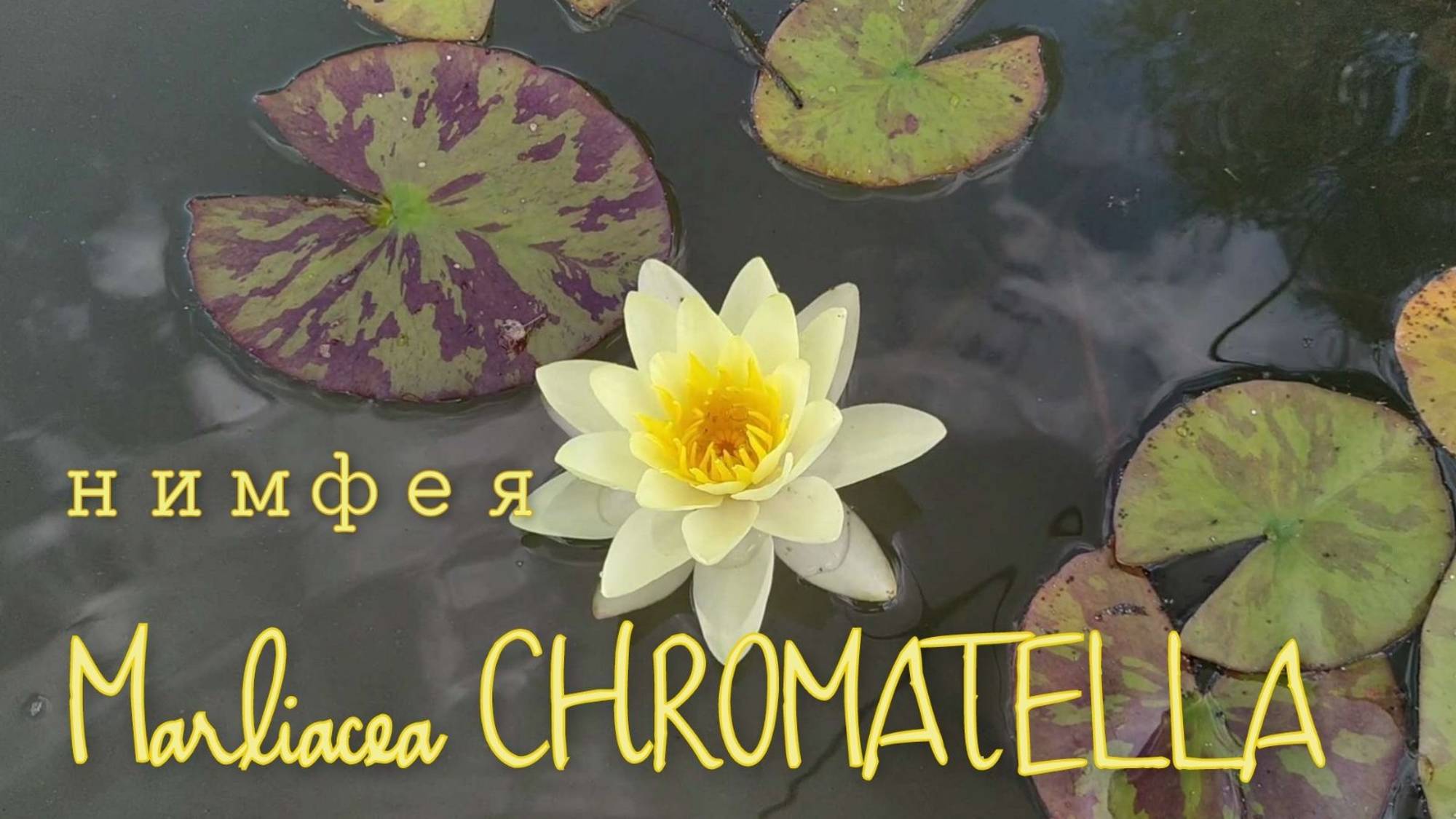 Кувшинка (нимфея) Марлиасеа Хромателла.   Water lily (Nymphaea) Marliacea Chromatella