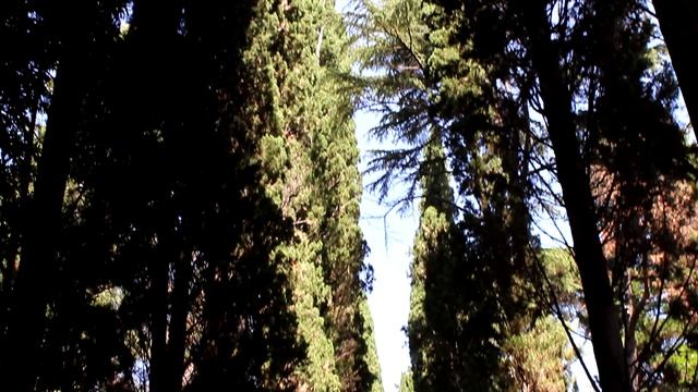 Сочи, дендрарий, ждем. Фильм из серии "История заповедного дела на почтовых марках"