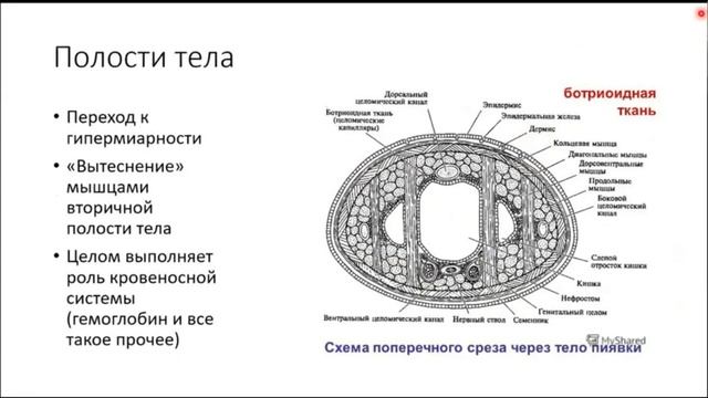 8 урок. Продолжение кольчатых червей. Clitellata (Поясковые), Зоология беспозвоночных.