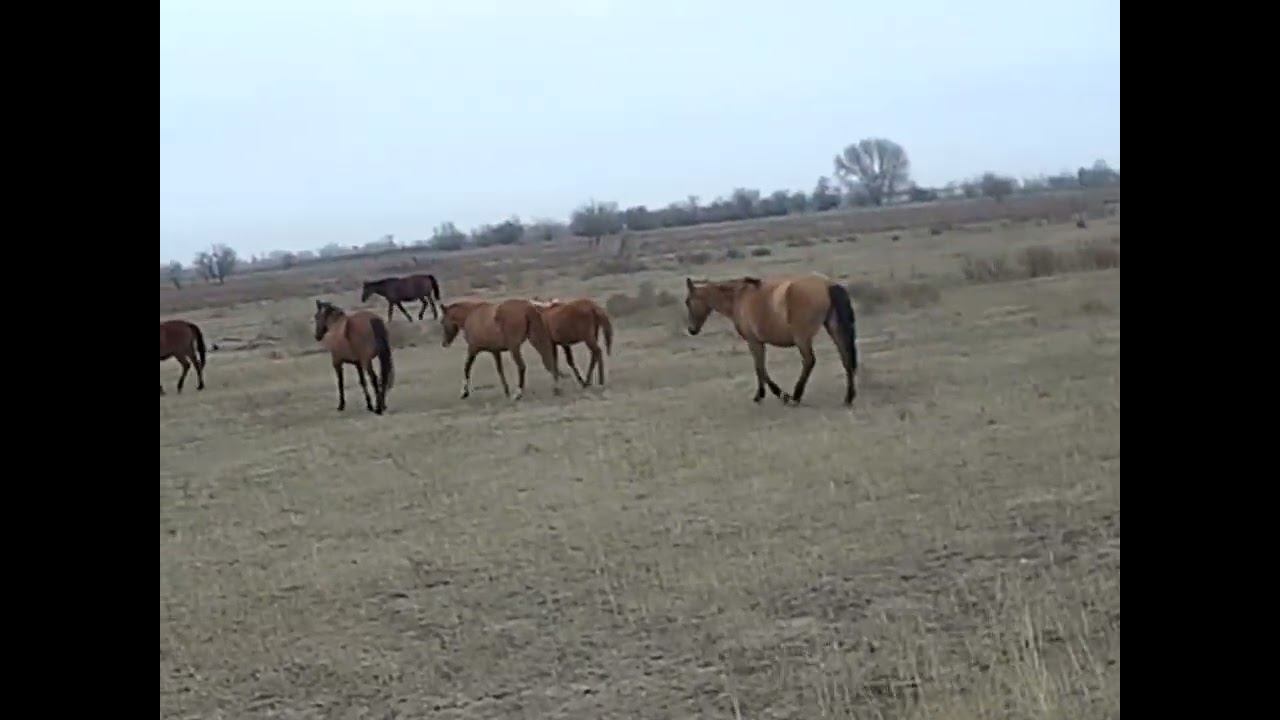 09.01.2025 ЧТО ДЕЛАТЬ? : ЛПХ В ОПАСНОСТИ
