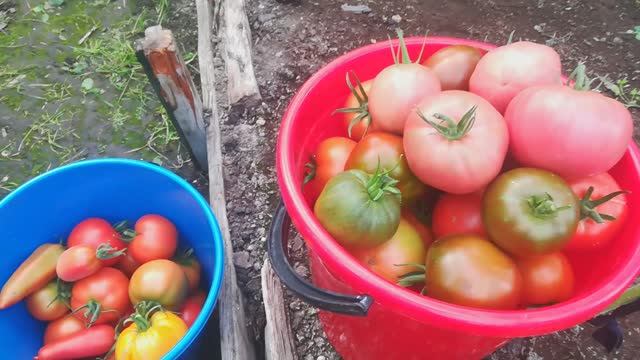 Дела садовые... 🍅🍑🍏🍓