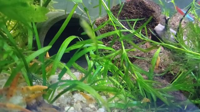 Аквариумные креветки и улитки милания