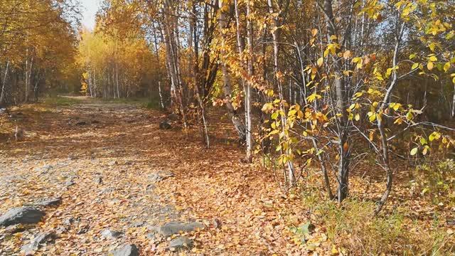 Краски осени😍🍂🍂🍂