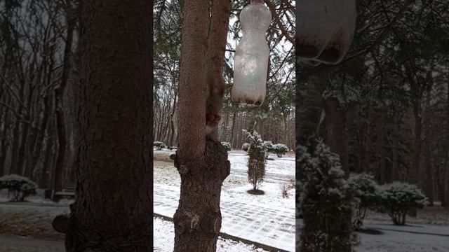 Белочка,продолжение ...