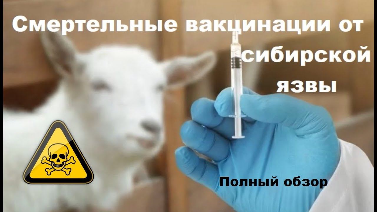 Смертельная вакцина от сибирской язвы полный обзор 2024