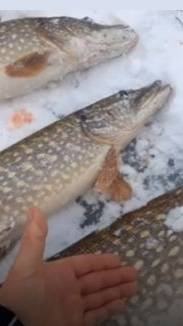 Наловил крокодилов в Подмосковье.