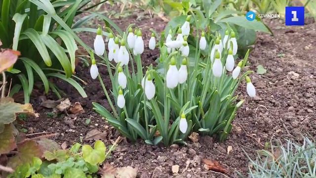 Белые вестники весны: на Фиоленте расцвели подснежники