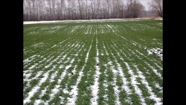 А. Плещеев «Осень наступила…».