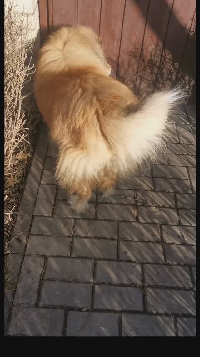 Romeo & Juliet story - Massey and Michele starred - Bach Invention 8 in F major BWV 971 Glenn Gould