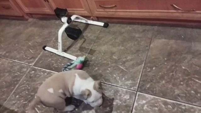 Tcenniy Prize Raritet, Рюрику 1 месяц.