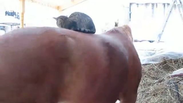 Кошачье родео. наша лошадка не катает кошек