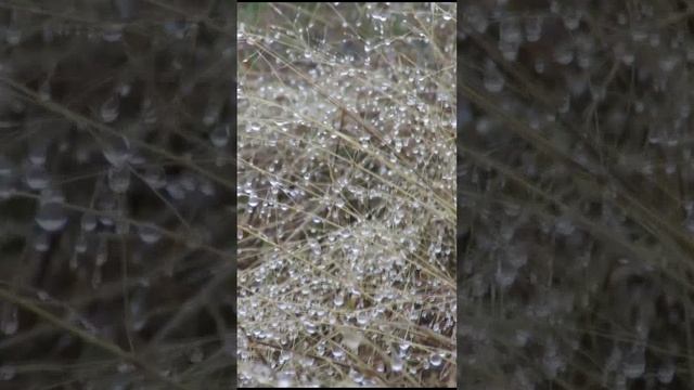 Хрусталь тумана.