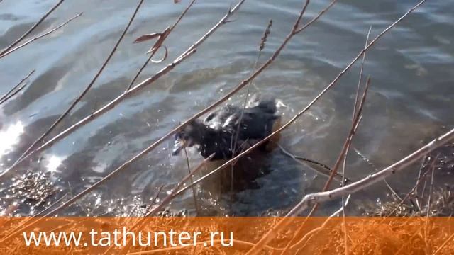 Вызаривание подсадной. Семеновская подсадная