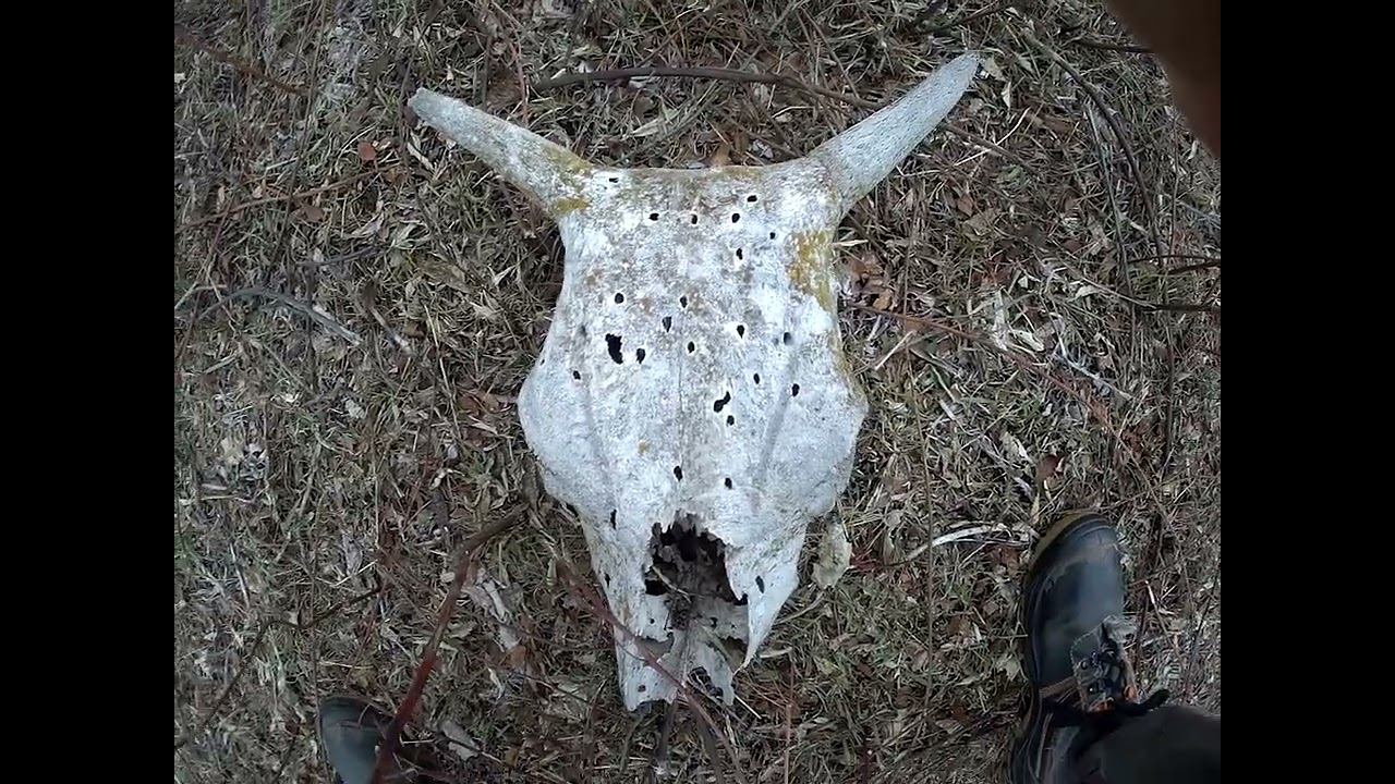 11.01.2025 череп коровы ЧТО ДЕЛАТЬ? : ЛПХ В ОПАСНОСТИ
