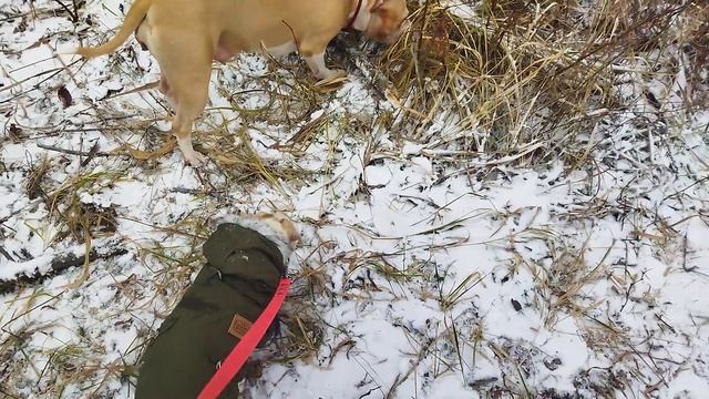 первый снег крошечного амстаффика. Ценный Приз Раритет 6 недель.