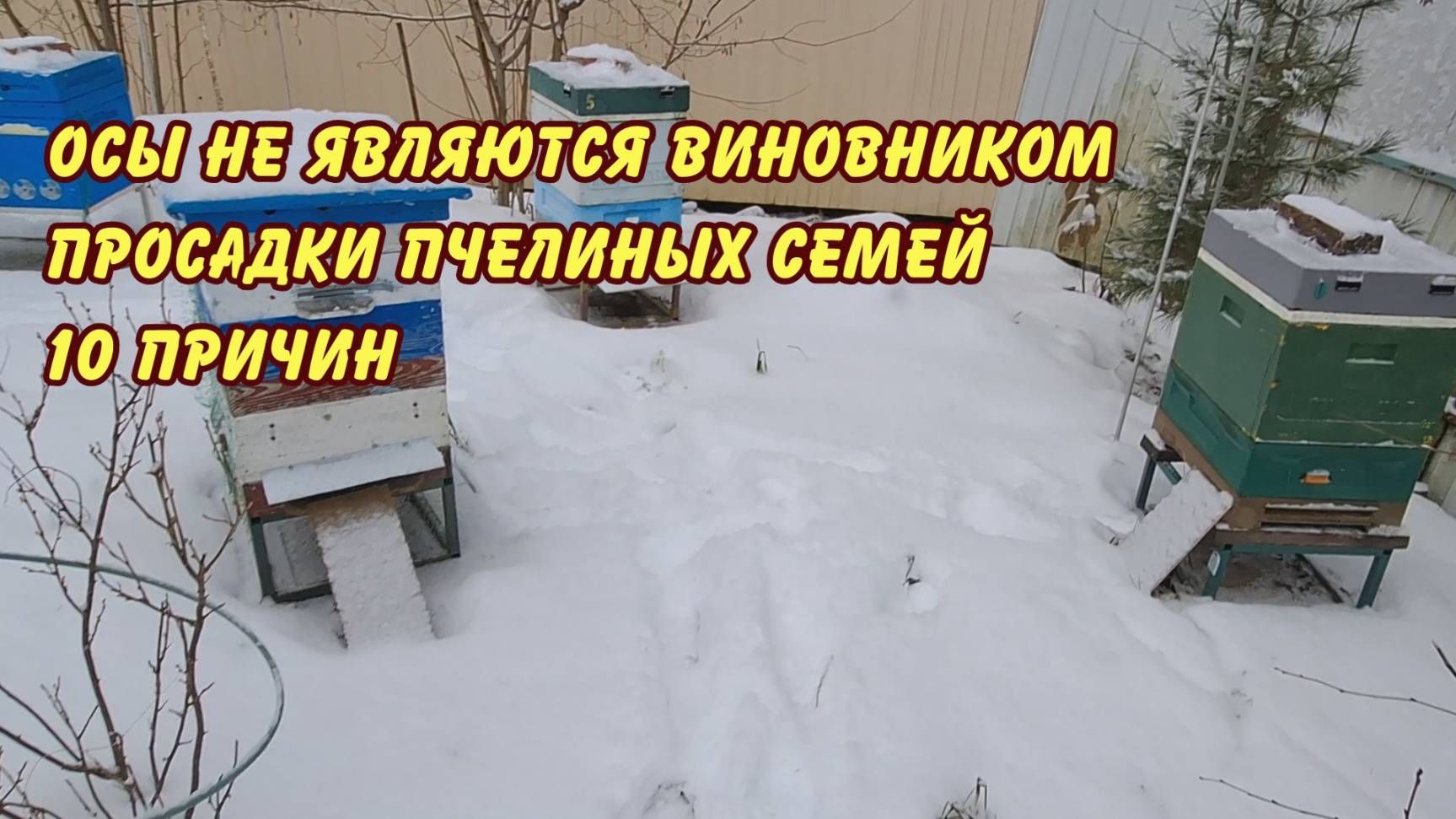 пчеловодство Осы не являются причиной Просадки пчелиных семей 10 причин