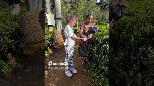 Шри Ланка. Канди. 12.01.2025. Юлечка на плантации собирает цейлонский чай