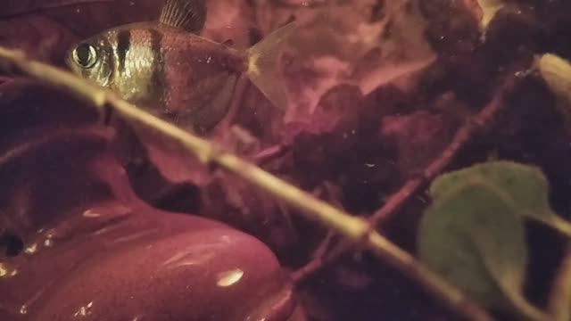 🐠♫🌿#Лечебная_Музыка_для_Снятия_Стресса_Усталости_Депрессии, Негатива #Детокс_негативных_эмоций