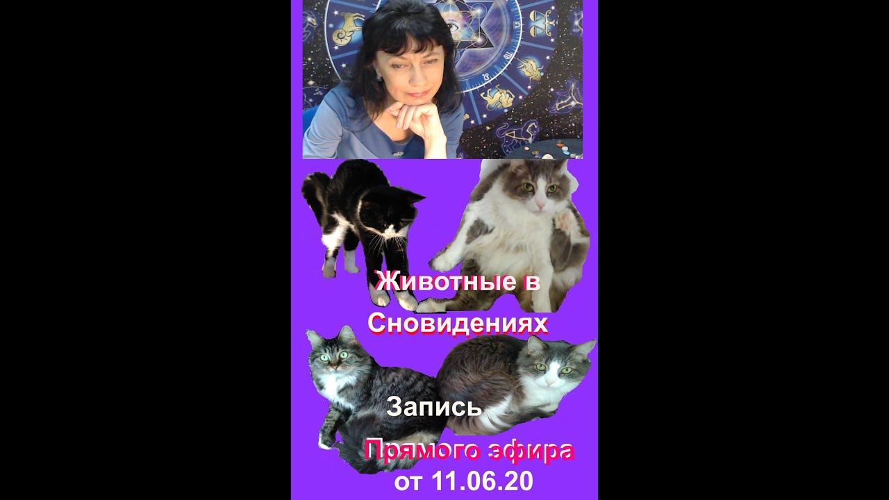 Символы животных в сновидениях без практики преодоления препятствий