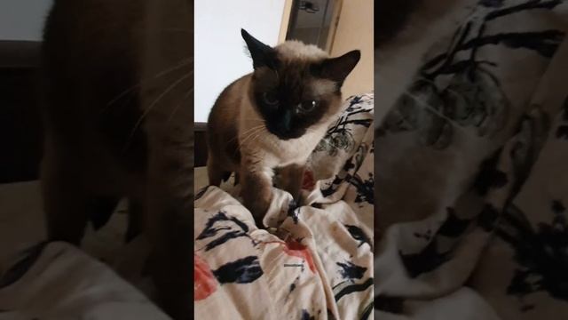 Мой усатый массажист