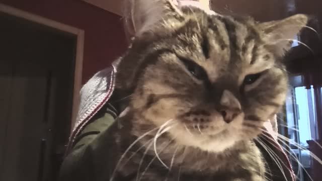 Массаж Барсику