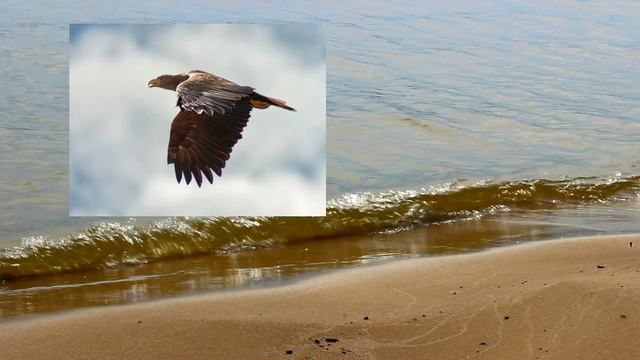 Вещание Гамаюна. Фильм первый. Орлан белохвост.