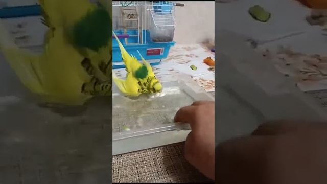 Жарко - купаться !