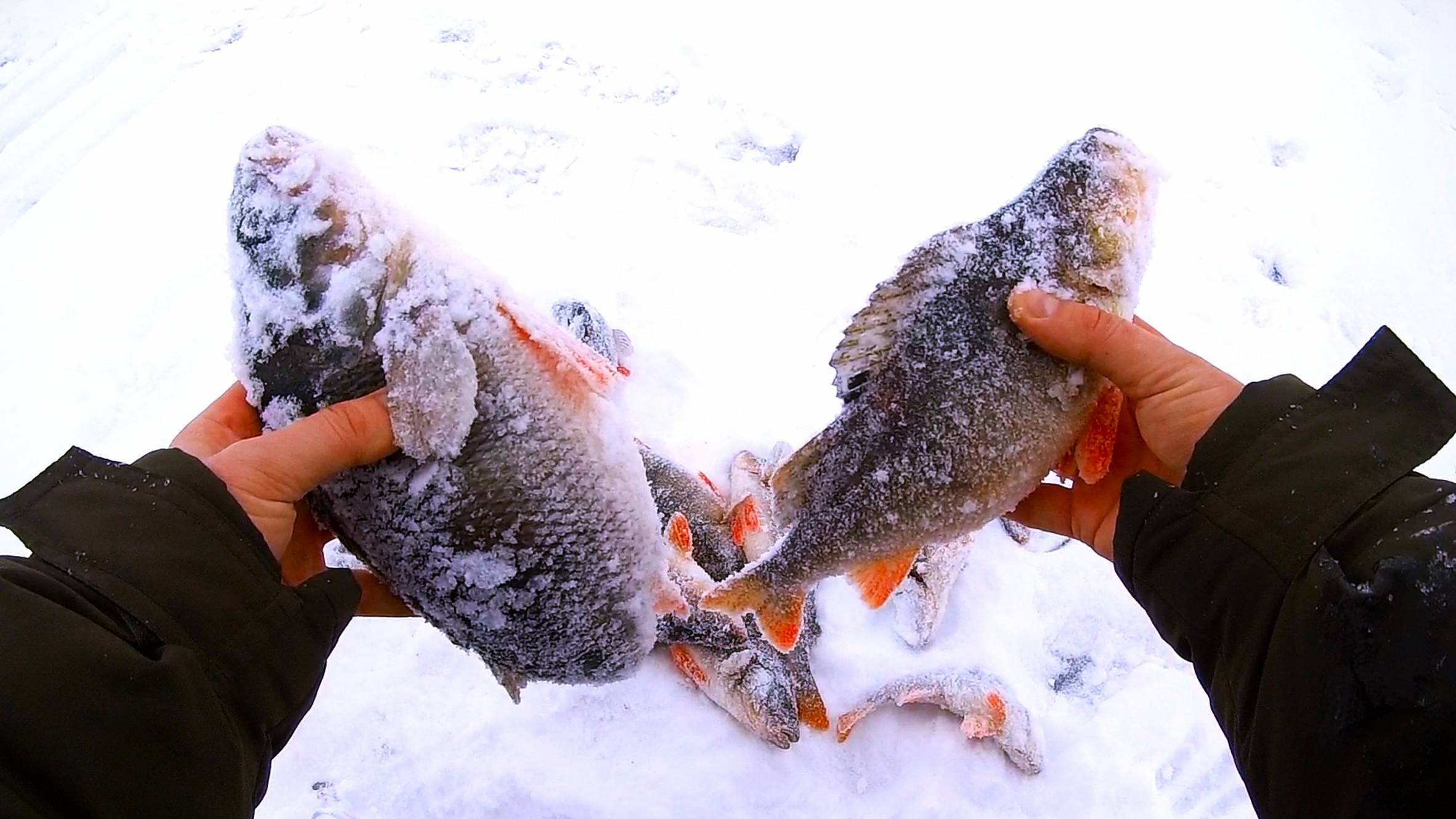 ЗИМНЯЯ РЫБАЛКА. ОКУНЬ НА БАЛАНСИР || FishingHolidays #окунь #зимняярыбалка