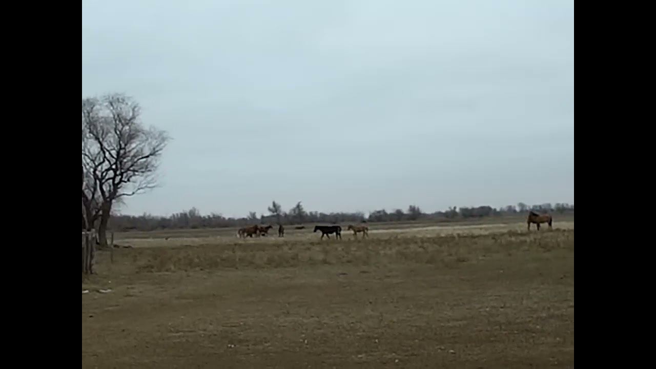 6.12.2024 ЧТО ДЕЛАТЬ? : ЛПХ В ОПАСНОСТИ