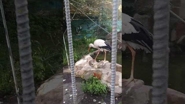 Железногорск, 11 июля, парк имени Никитина