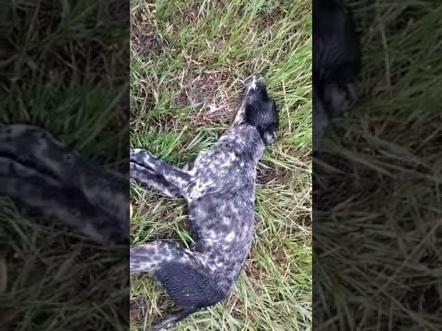 01.05.2023Кого будут убивать следующими коз или хозяев? УК РФ ст. 245. #астраханскаяобласть