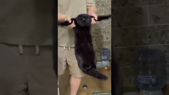 галикоптер😹🤣