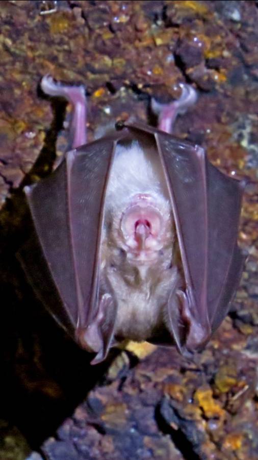 Летучие мыши в подземных заброшках.