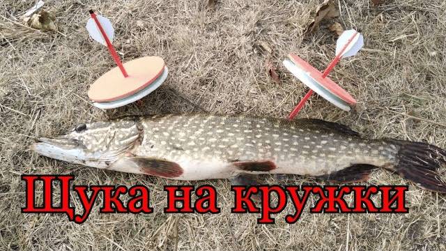 рыбалка на кружки 2020  Ловим щуку на кружки