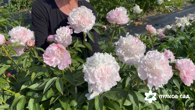 Nancy nora peony. Нэнси Нора пион. Пулков сад