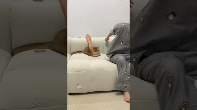 кот потерял сразу 9 жизней 😆😆🤣