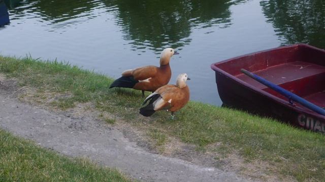 Екатерининский парк
