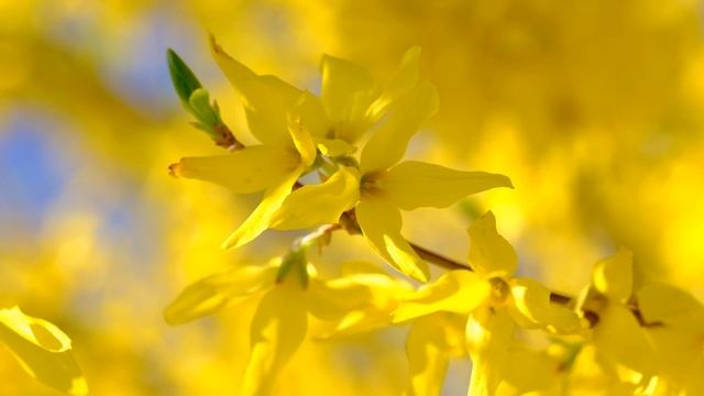 Приятная атмосферная музыка на фоне цветущего форсайта. Ваше время для отдыха, сна и медитации.