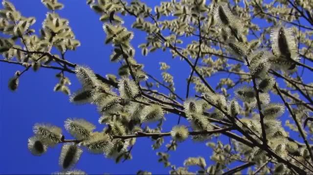 ≪СЕРЫЙ ЖЕМЧУГ≫ БАМ Таксимо Татьяна Шаманская. АВТОРЫ: П. Толмачёв, Т. Ветрова. Исп. Е. Горбунова.