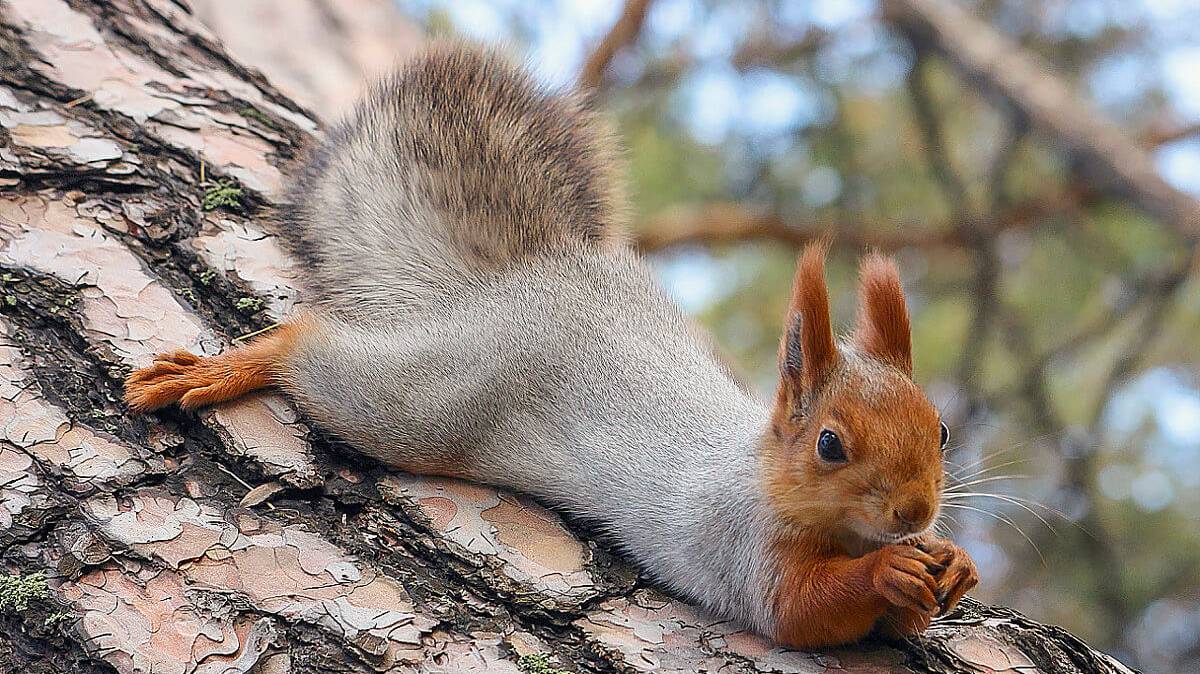 Живая природа г. Ростова-на-Дону, парк им. М. Горького. Смелая, почти ручная белка крупным планом.
