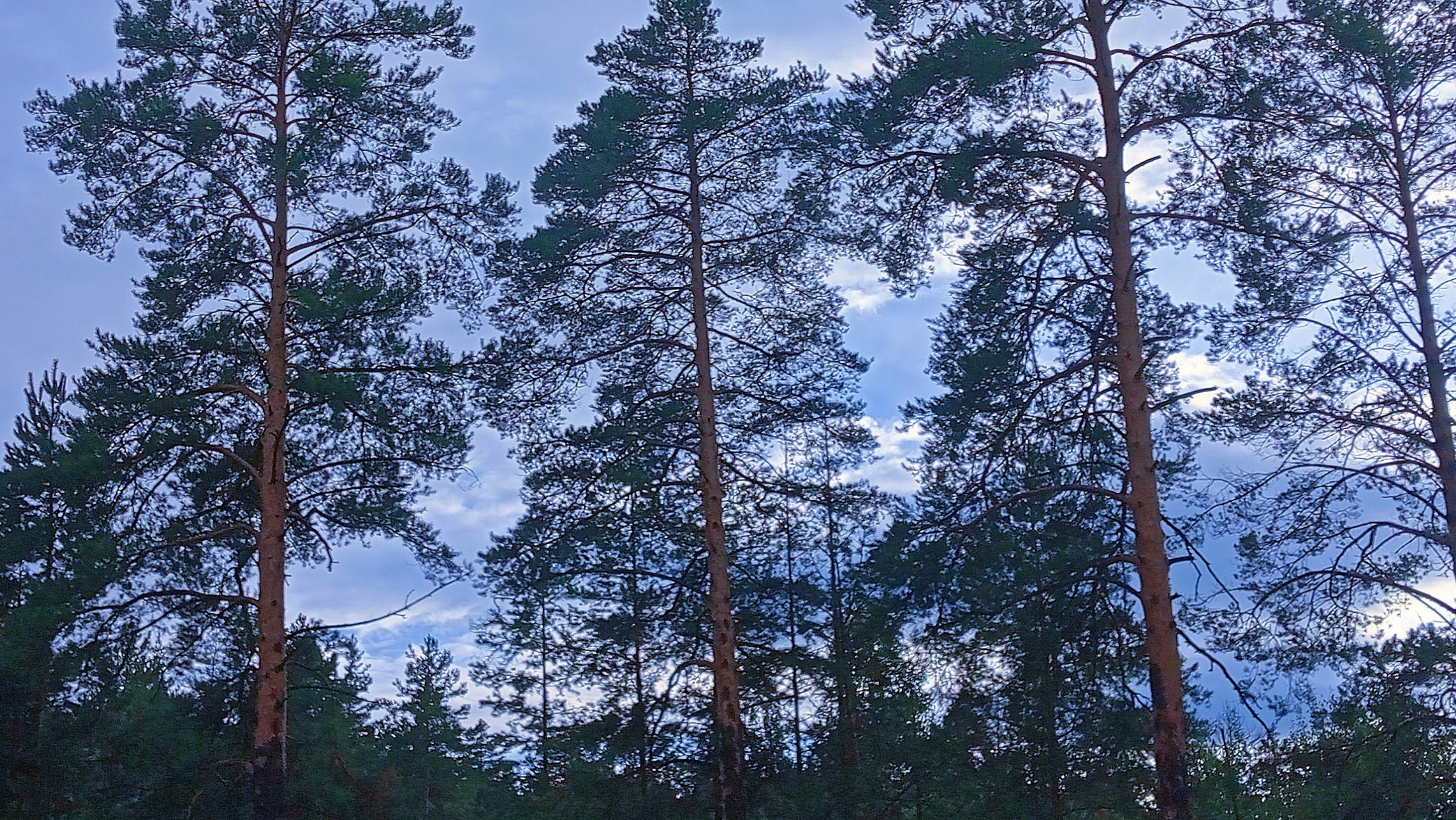 как вырастить кедр из орешка