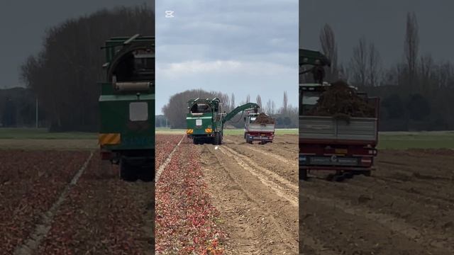 Копаем рассаду