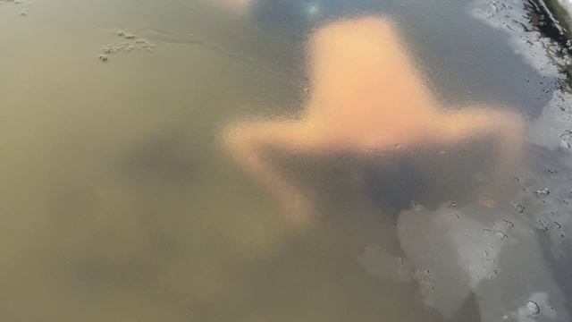 ГДЕ ЗИМУЮТ РАКИ?