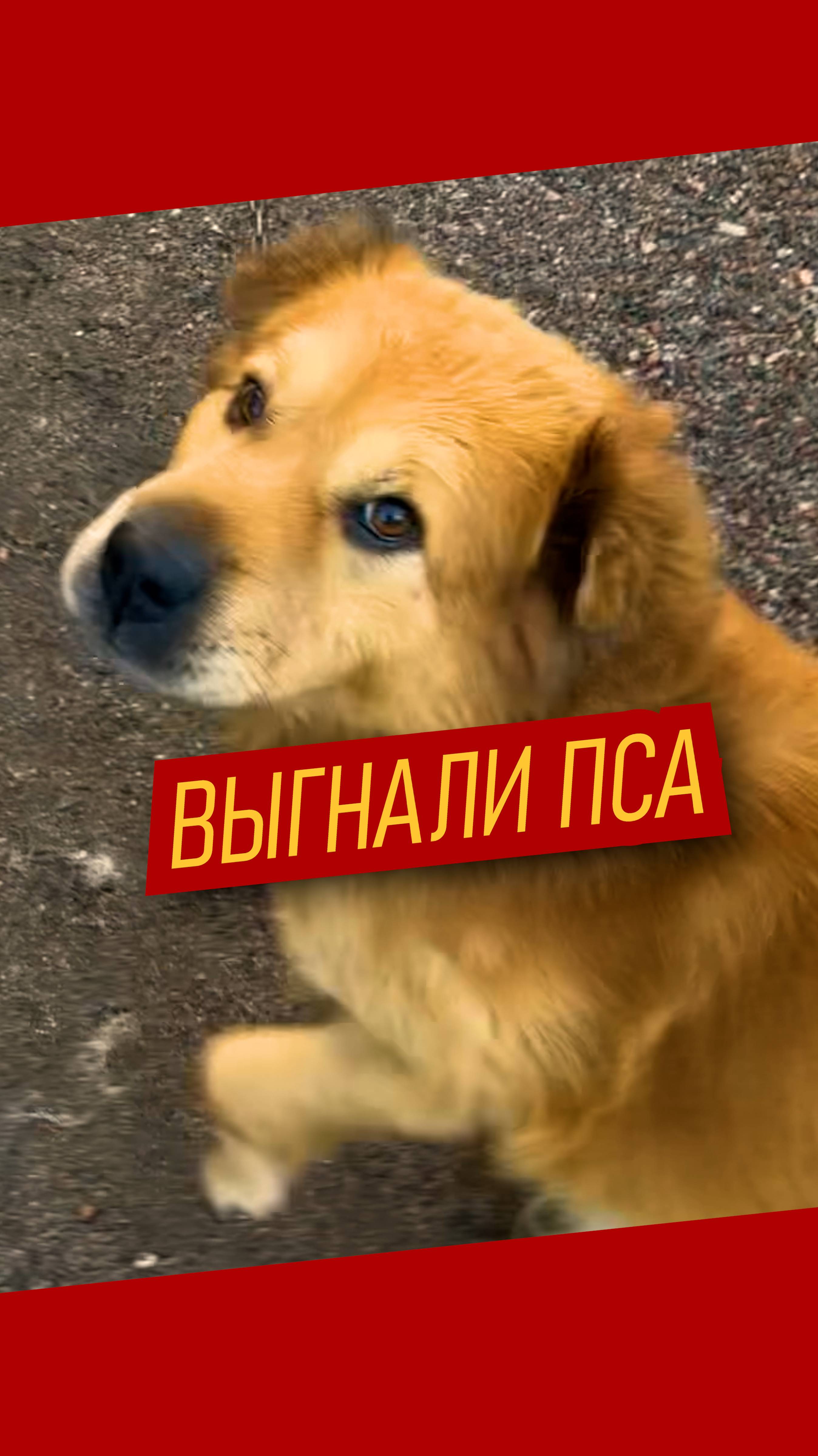 Кот выгнал пса из будки #пёс #дом #кот #зима #юмор #приколы #снег #уют