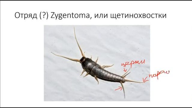 12 урок. Насекомые((Pan)Crustacea)-характеристика, развитие. Зоология беспозвоночных.