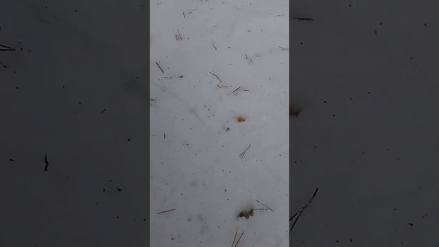 Глухариный ток. Поиск тока