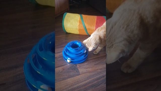 У Мурзика новая игрушка