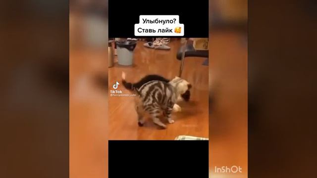 Подборка приколов с животными #22 - смех без конца!